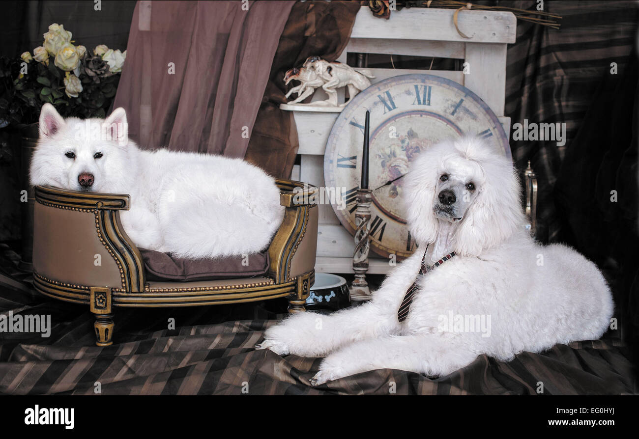 Two white dogs Stock Photo - Alamy