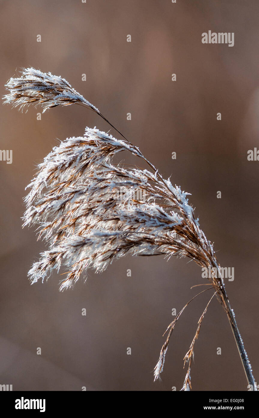 Close-up of single reed Stock Photo - Alamy