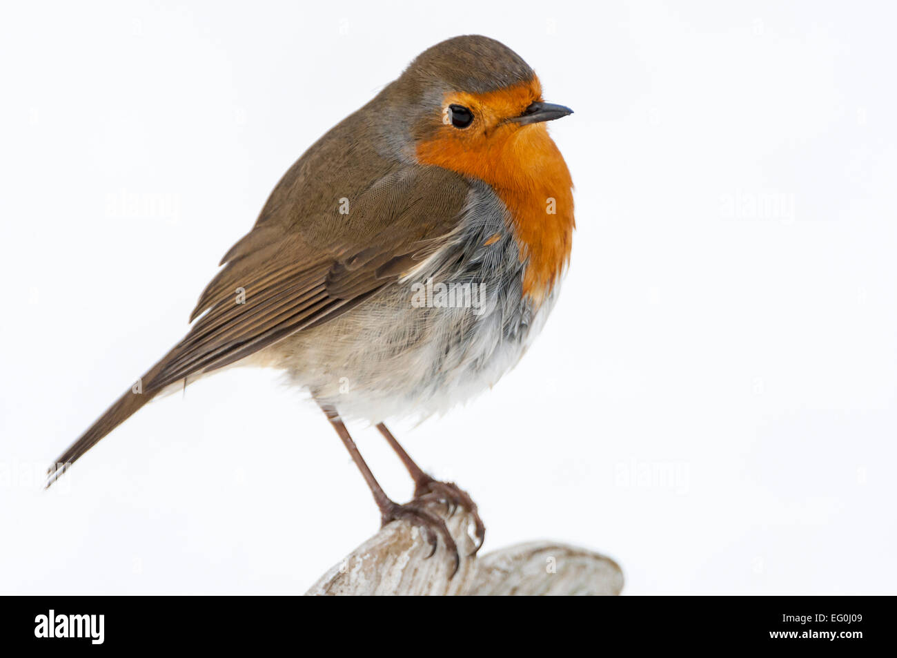 Robin, close-up, full body, looking to side, snow in background Stock ...