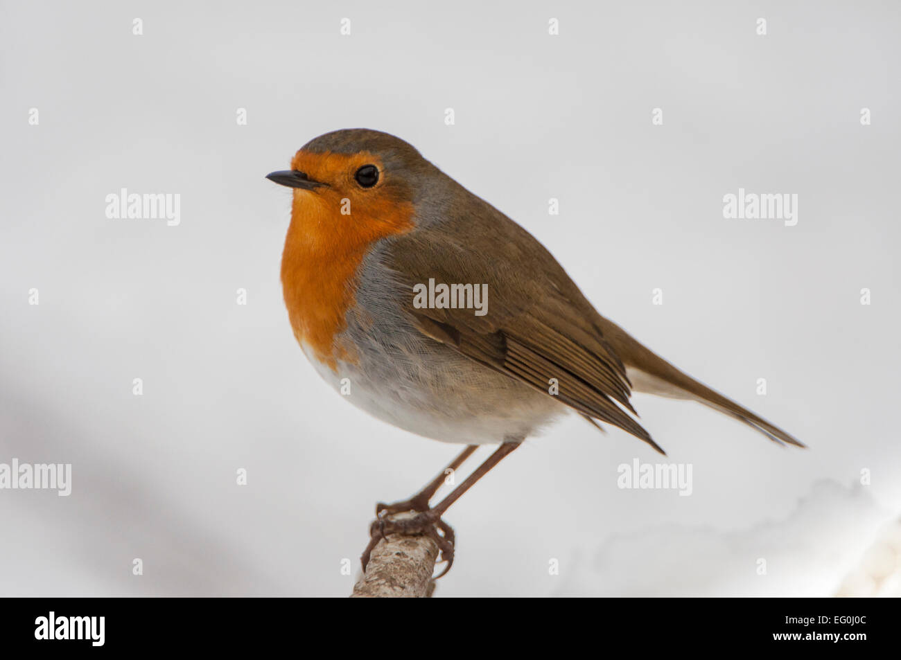 Robin, close-up, full body, on branch Stock Photo - Alamy