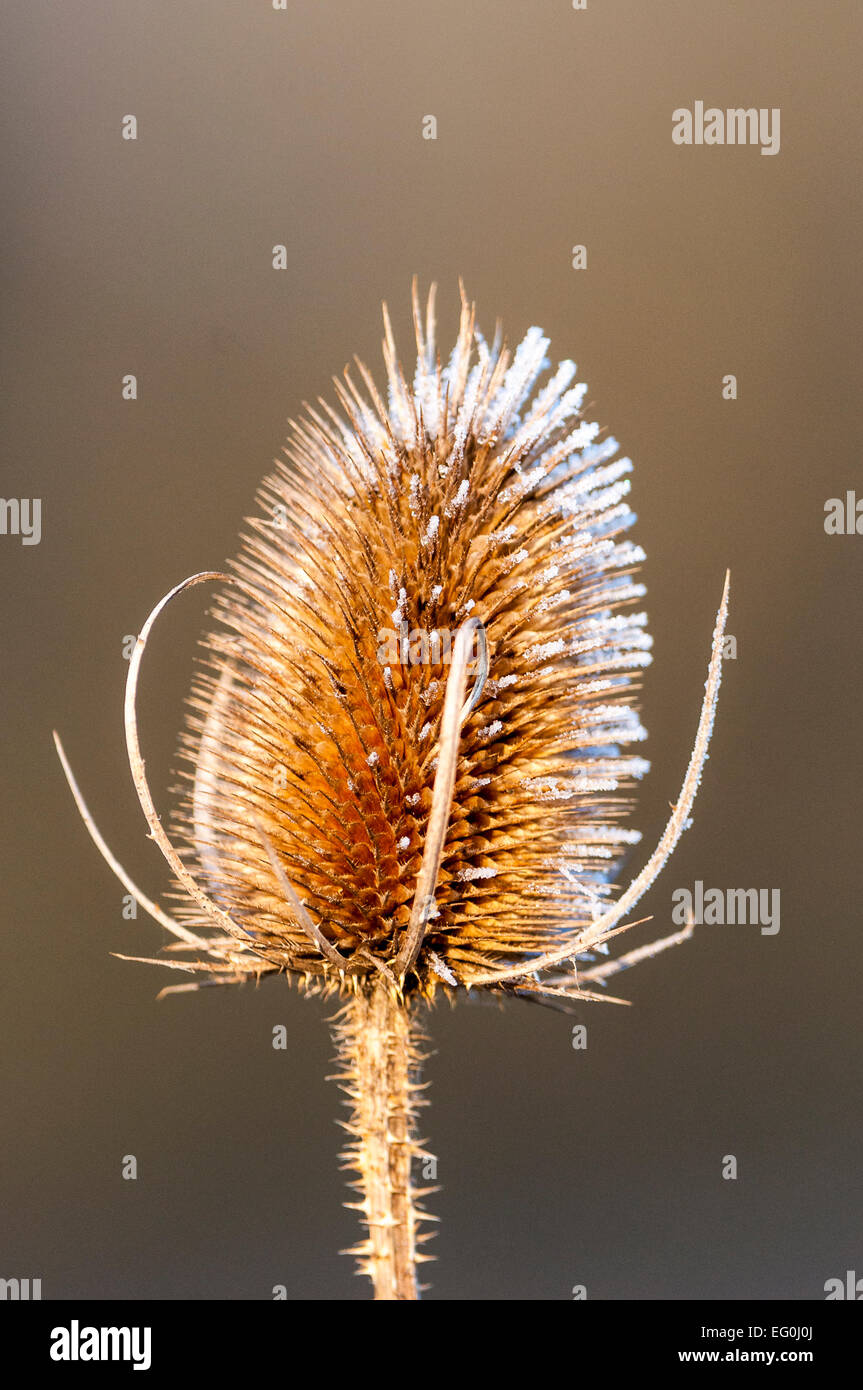 Teasel, close-up single Stock Photo - Alamy