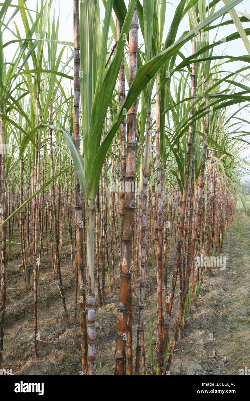 Dhaka 09 February 2015. Sugarcane Field in Dhaka Stock Photo - Alamy