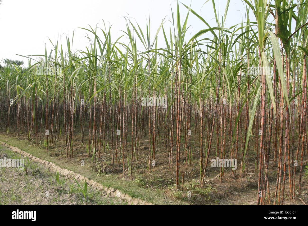Dhaka 09 February 2015. Sugarcane Field in Dhaka Stock Photo - Alamy