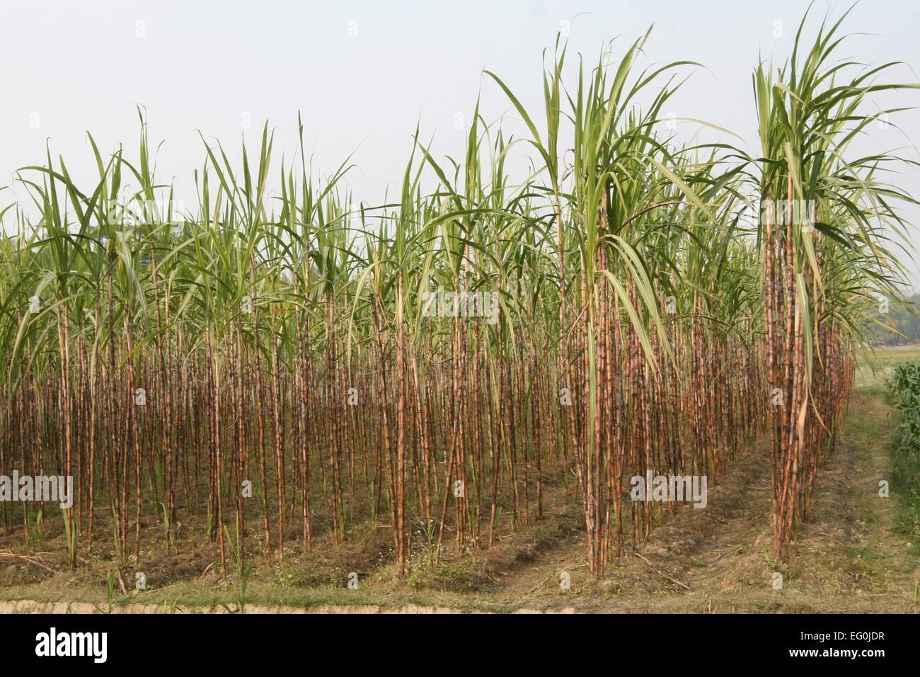 Dhaka 09 February 2015. Sugarcane Field in Dhaka Stock Photo - Alamy