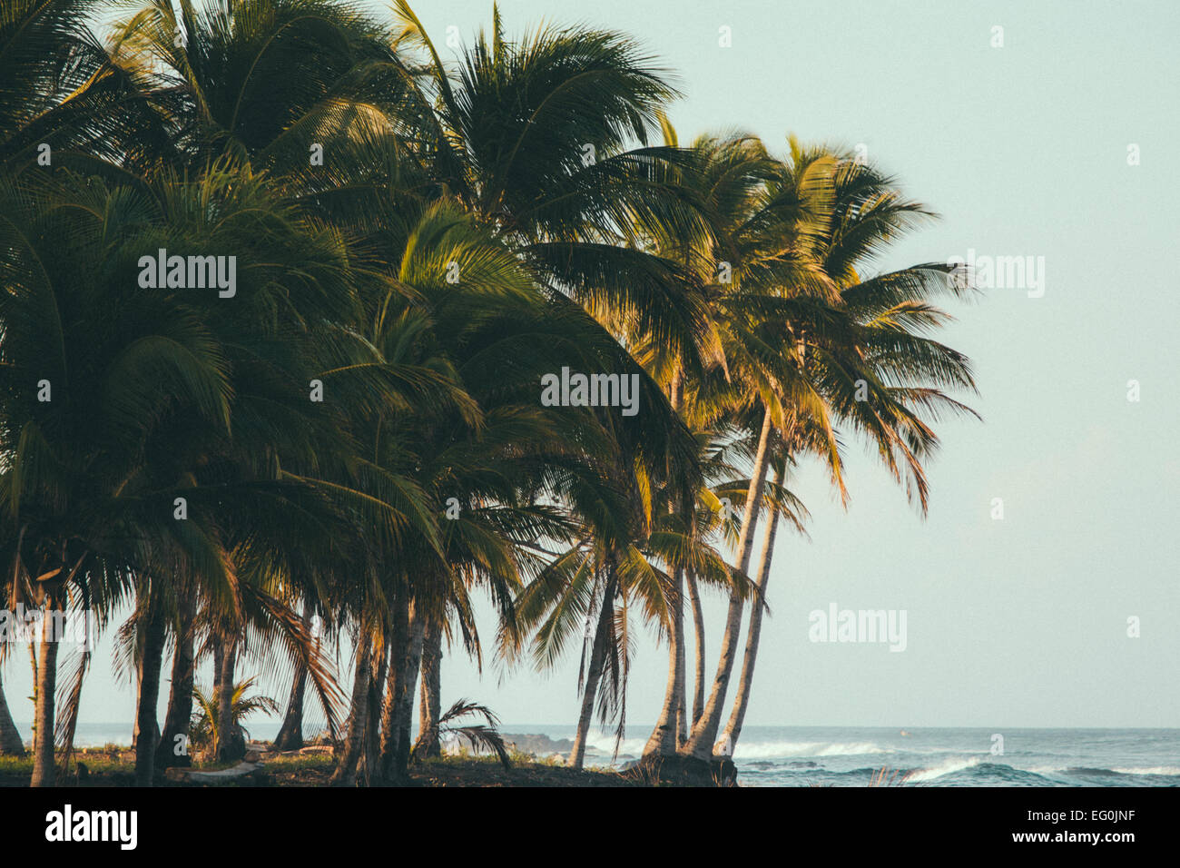 Costa Rica, Tropical beach with palm trees Stock Photo - Alamy