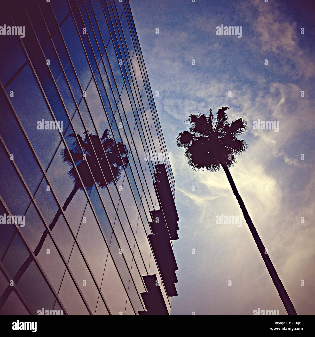 Tree reflection glass hi-res stock photography and images - Alamy