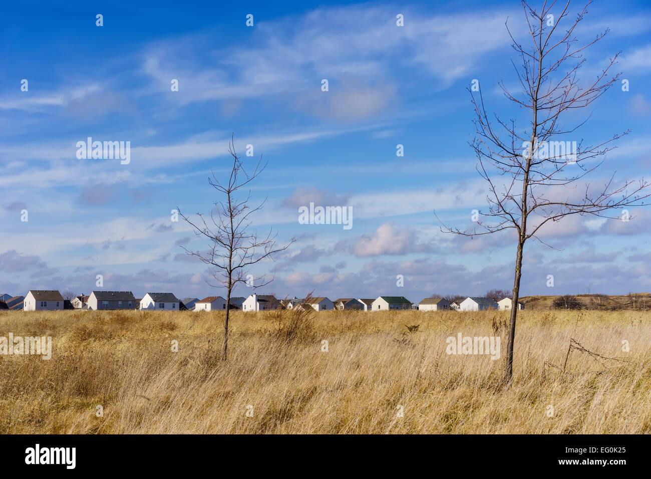 USA, Illinois, Two bare trees in grassy prairie and row of houses on ...