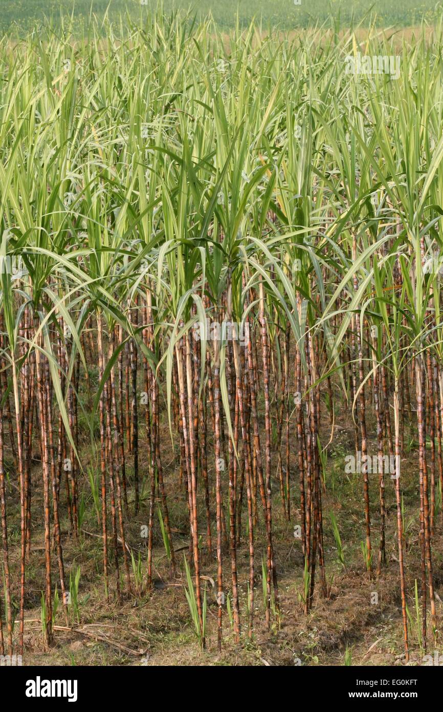 Dhaka 09 February 2015. Sugarcane Field in Dhaka Stock Photo - Alamy