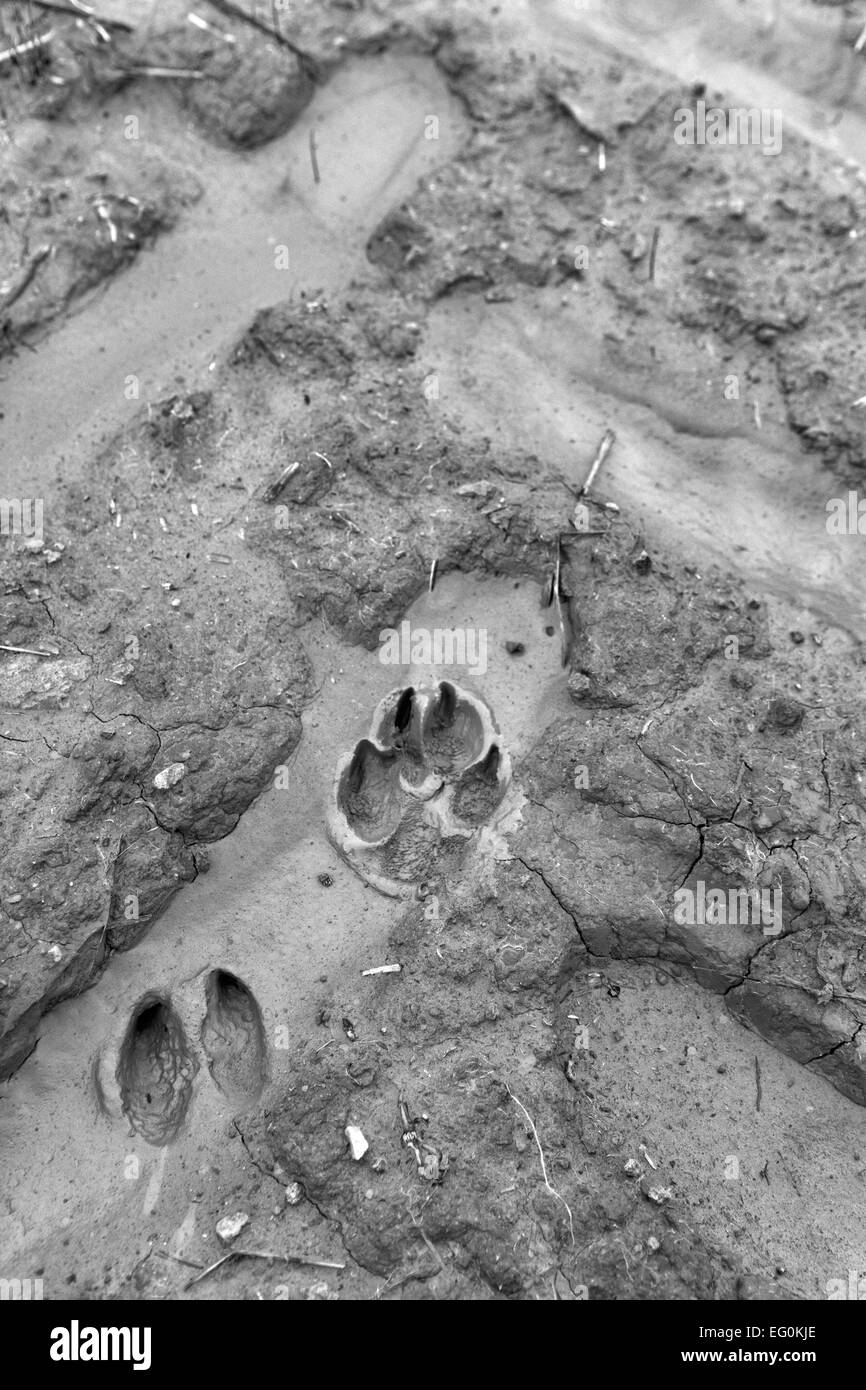 Footprints in mud hi-res stock photography and images - Alamy