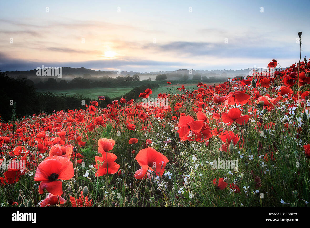 Poppy field at sunrise, England, UK Stock Photo - Alamy