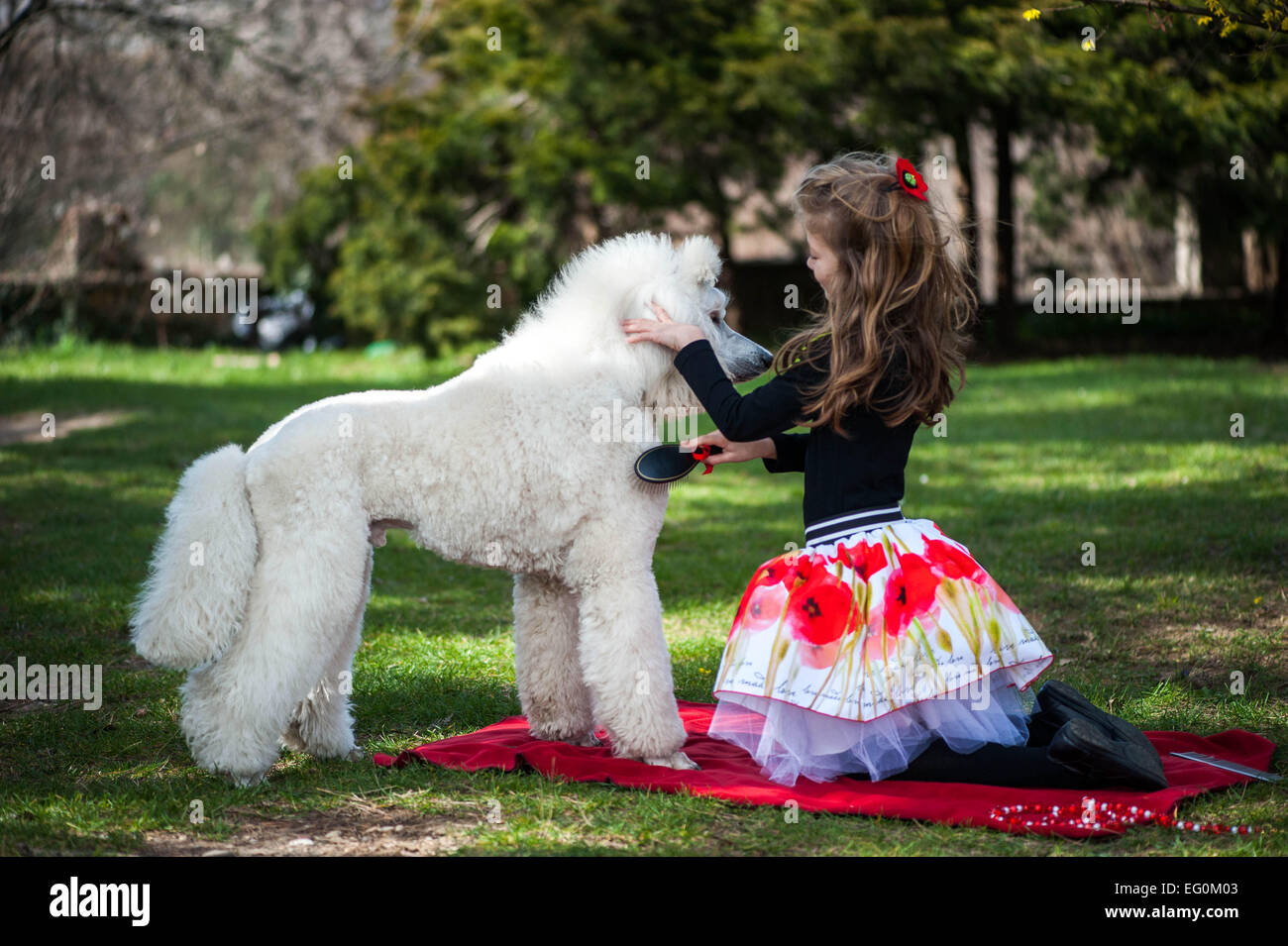 Girl (6-7) grooming her poodle Stock Photo - Alamy
