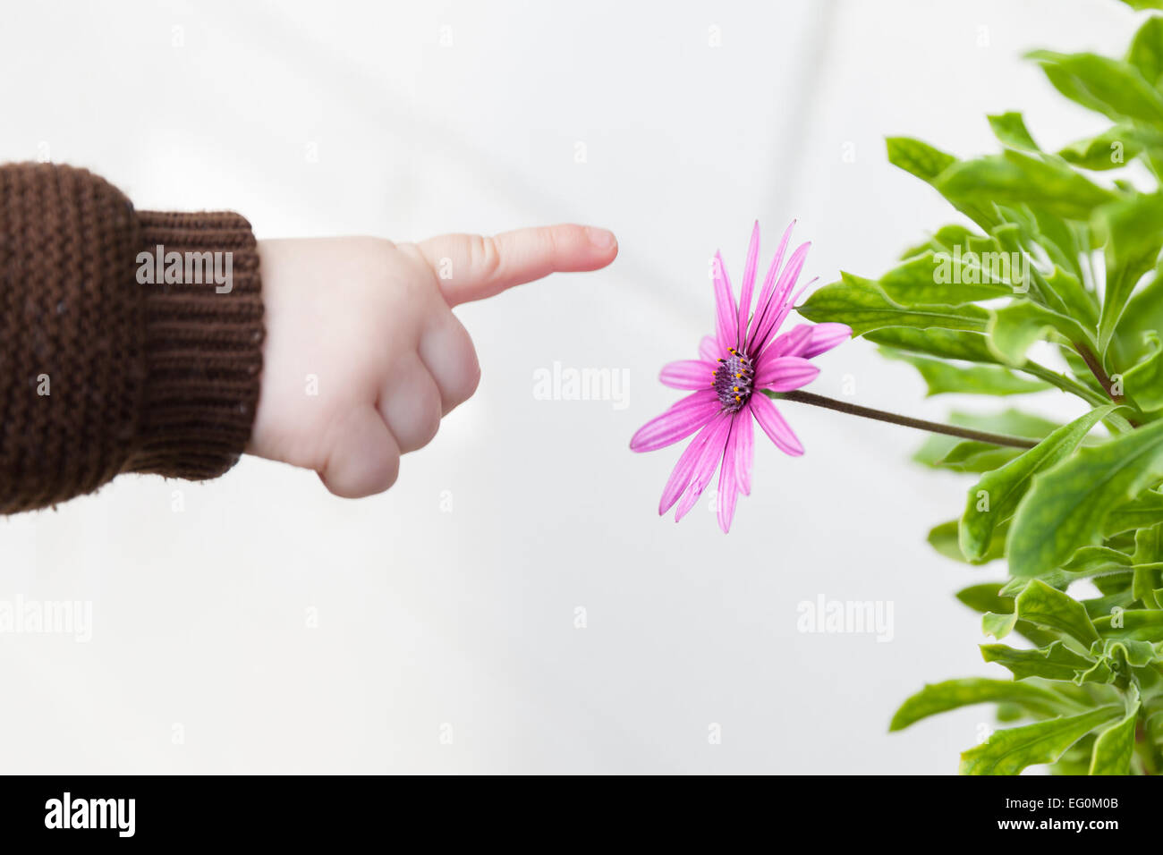 Baby boy pointing at flower Stock Photo - Alamy