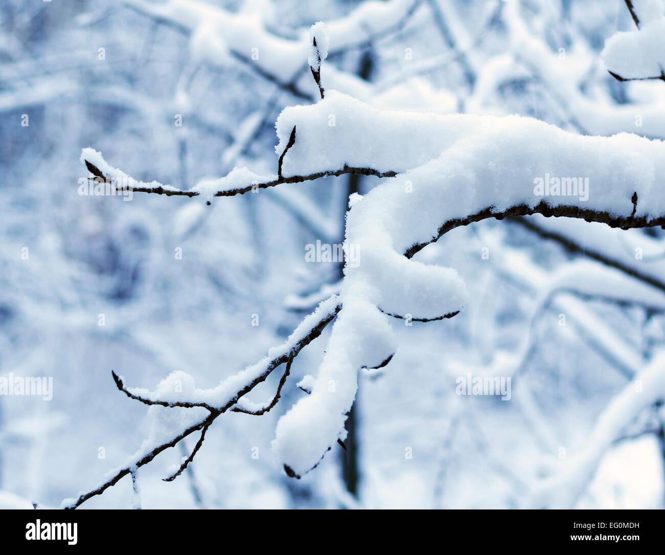 Snow on the branches of the trees Stock Photo - Alamy