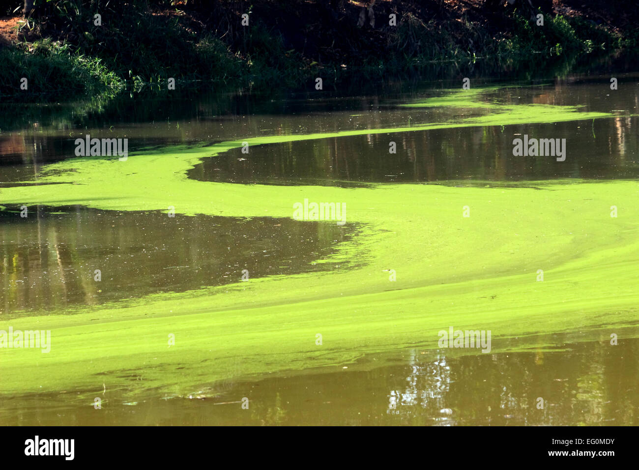 duckweed, water weed, mosses, lake, Alappuzha, Kerala, India Stock ...