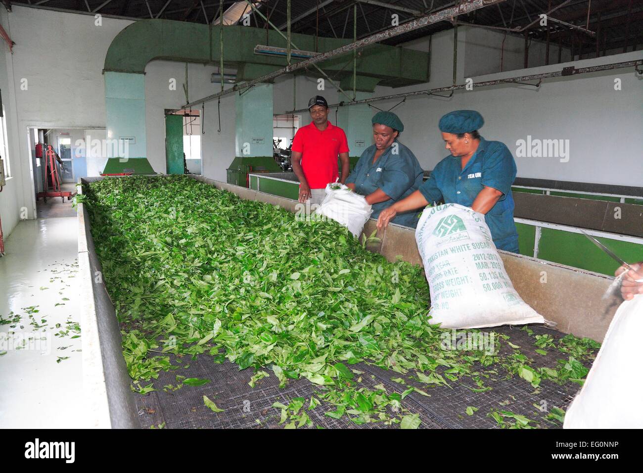 Tea production at the tea factory of the Seychelles Trading Company on ...