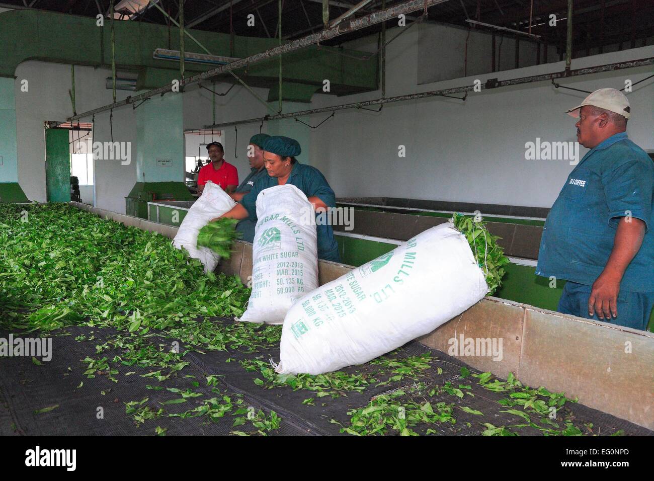 Tea production at the tea factory of the Seychelles Trading Company on ...