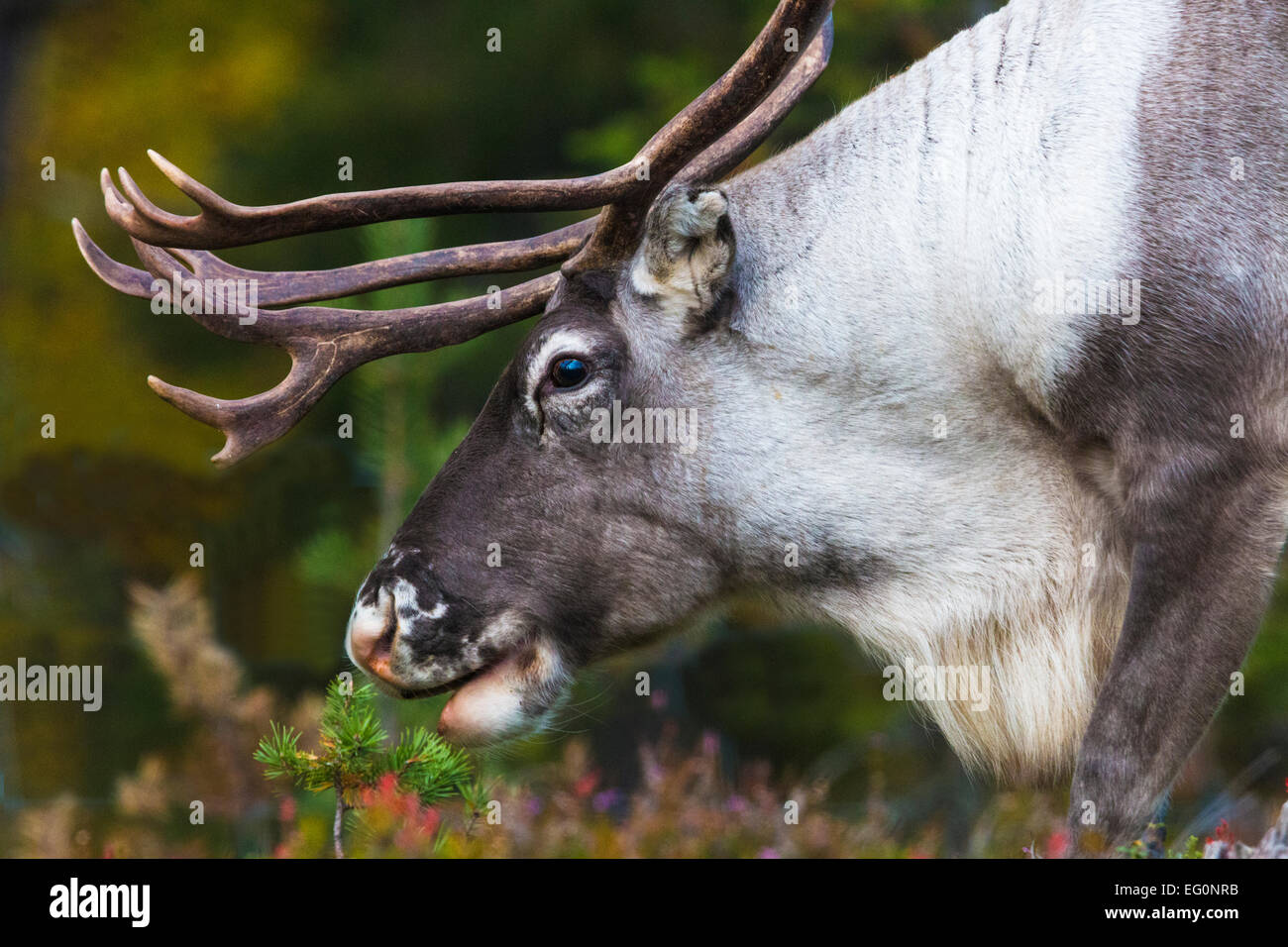 Close up photo of reindeer in profile with big antler, Gällivare ...