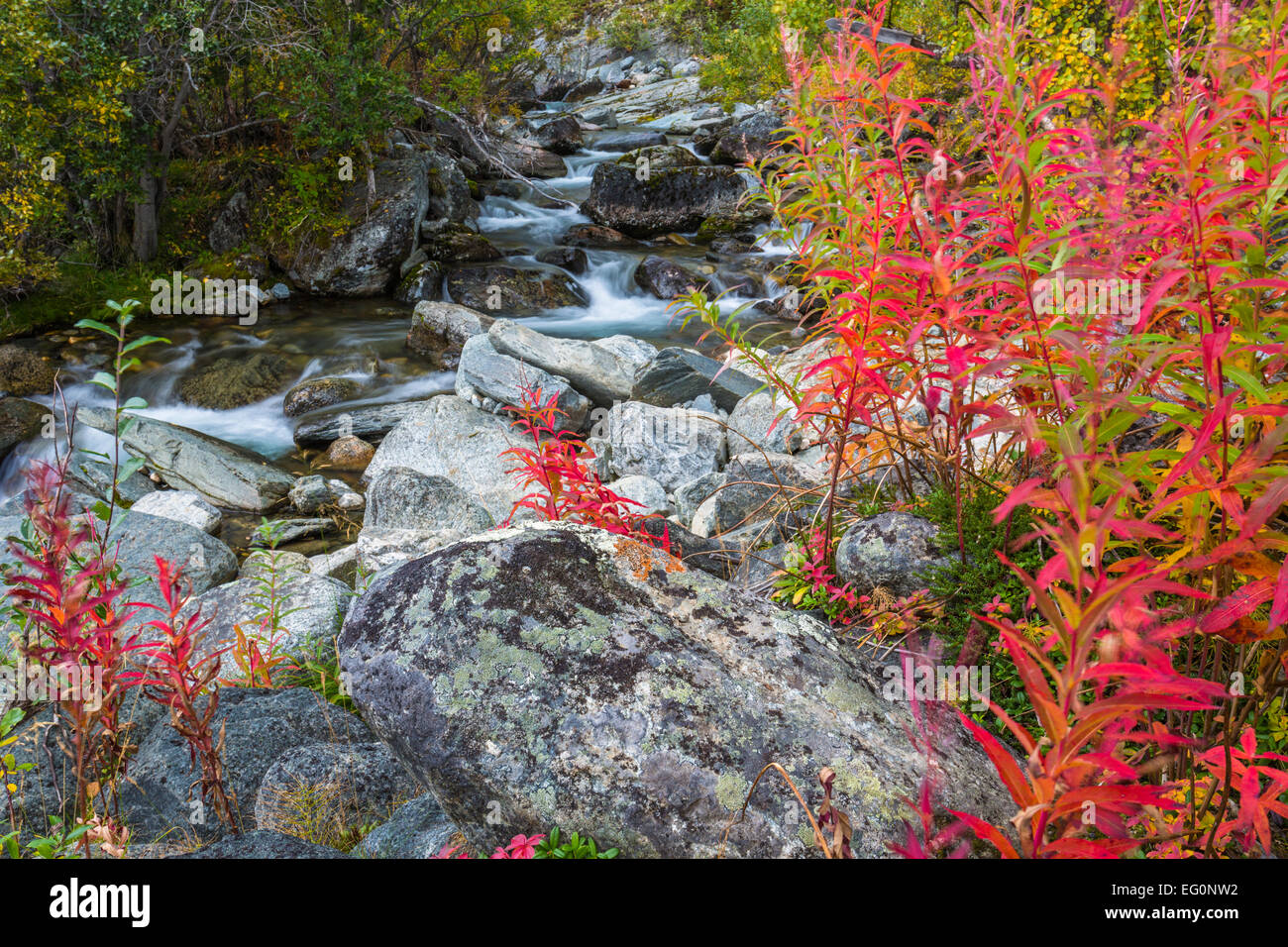 Yellow fireweed hi-res stock photography and images - Alamy