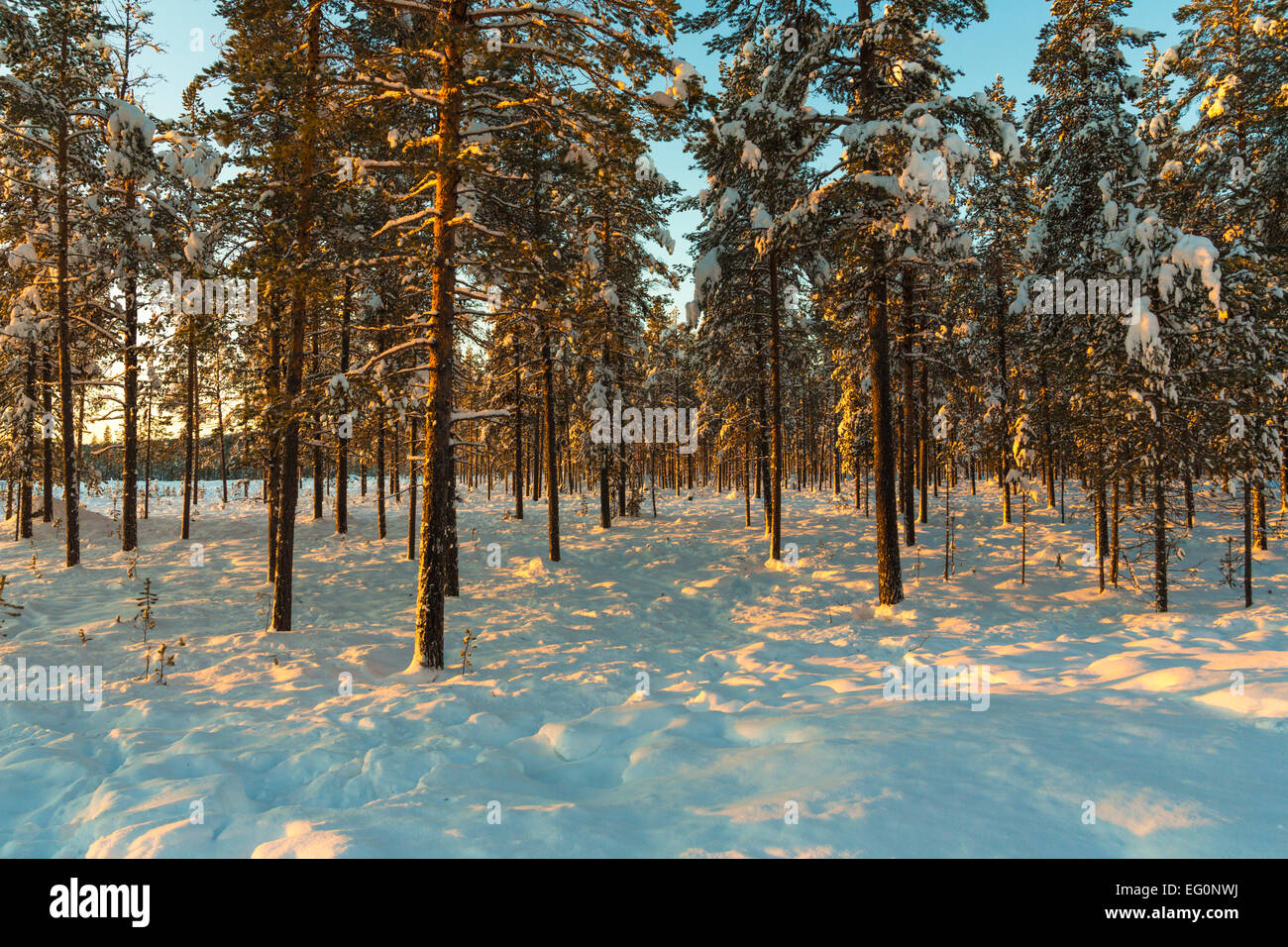 Forest with snowy trees in afternoon light, Gällivare Sweden Stock ...