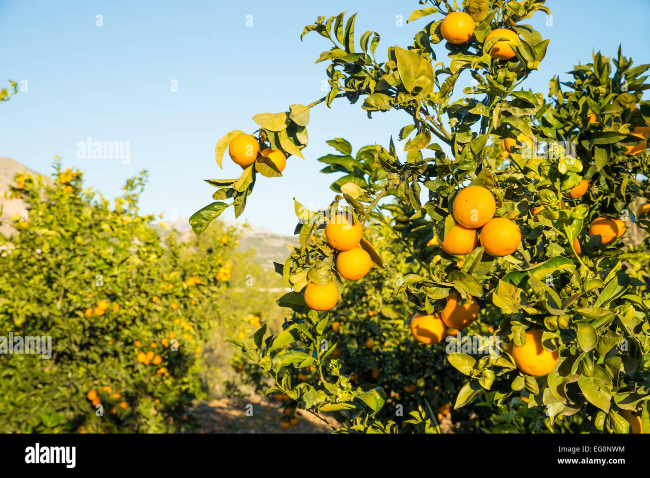Orange plantation with trees ready to be harvested Stock Photo - Alamy