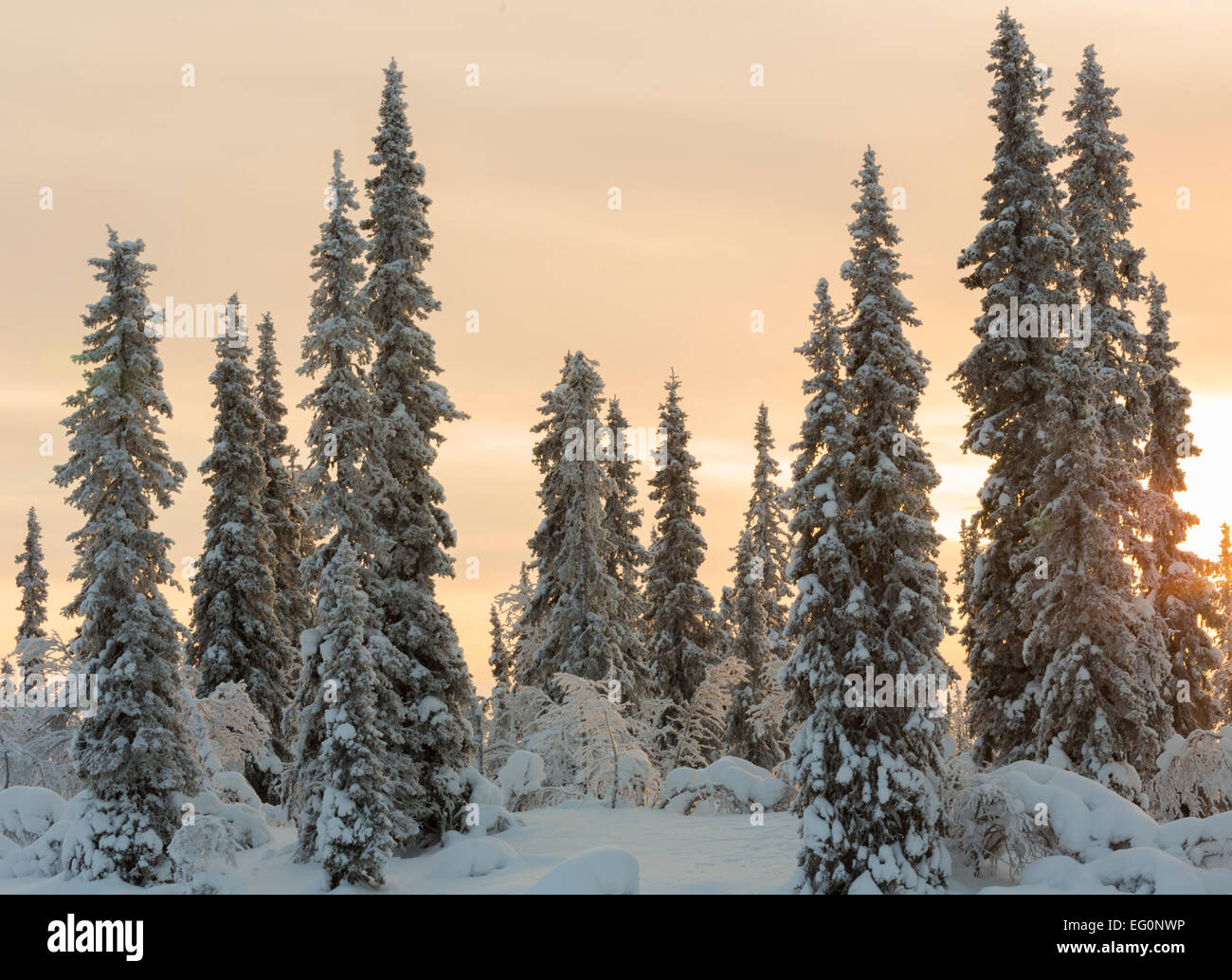 Beautifully winter landscape with plenty of snow and snow on the trees ...