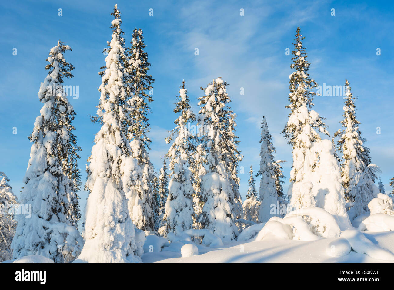 Beautifully winter landscape with plenty of snow and snow on the trees ...