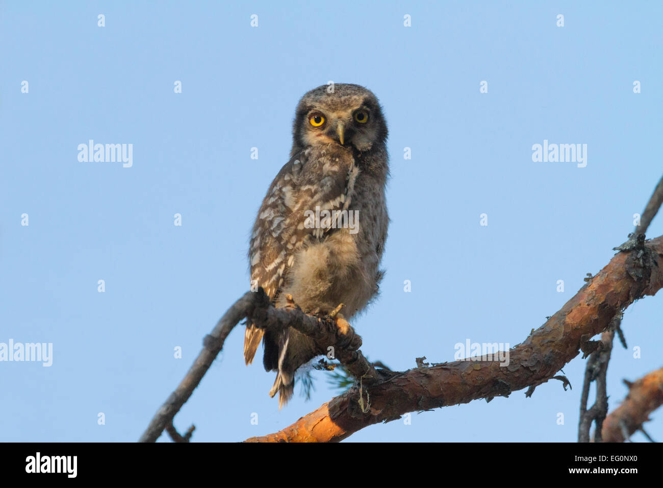 Northern hawk-owl, Surnia ulula, sitting in a pine tree, Gällivare ...