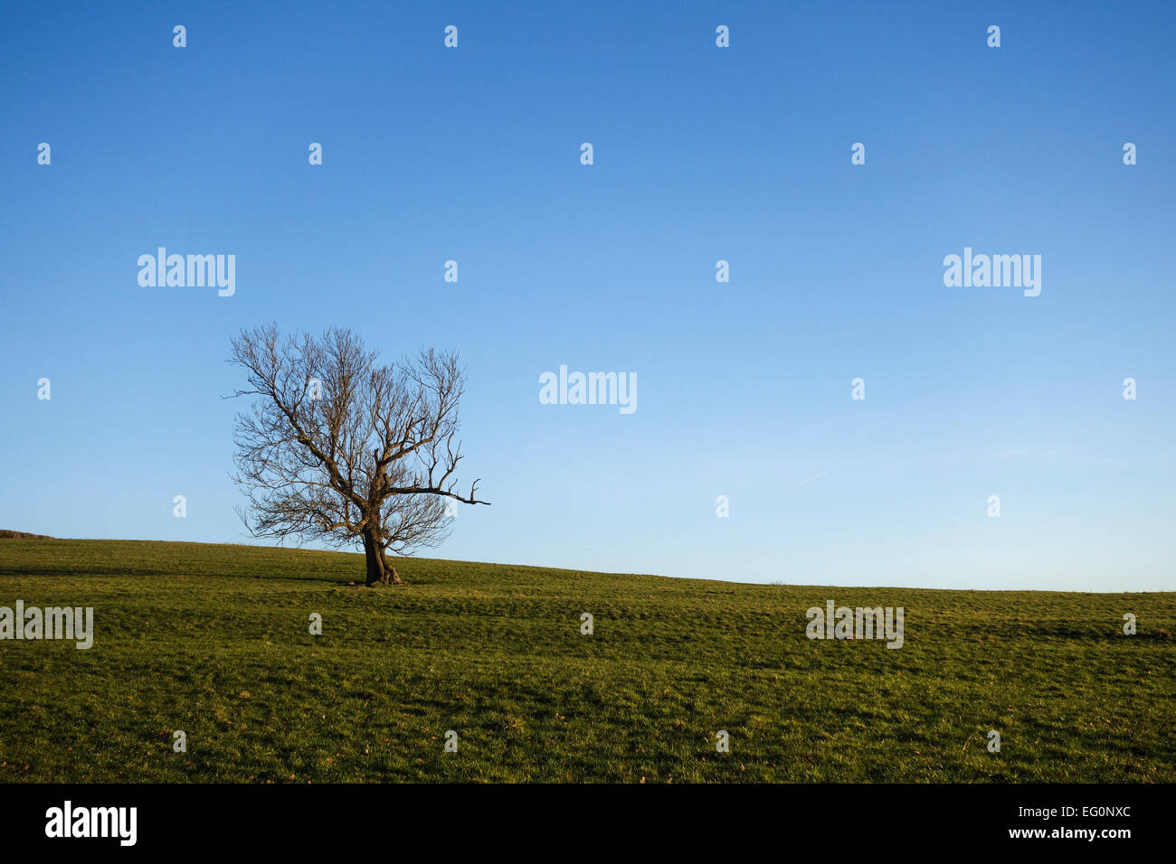 Lone trees hi-res stock photography and images - Alamy