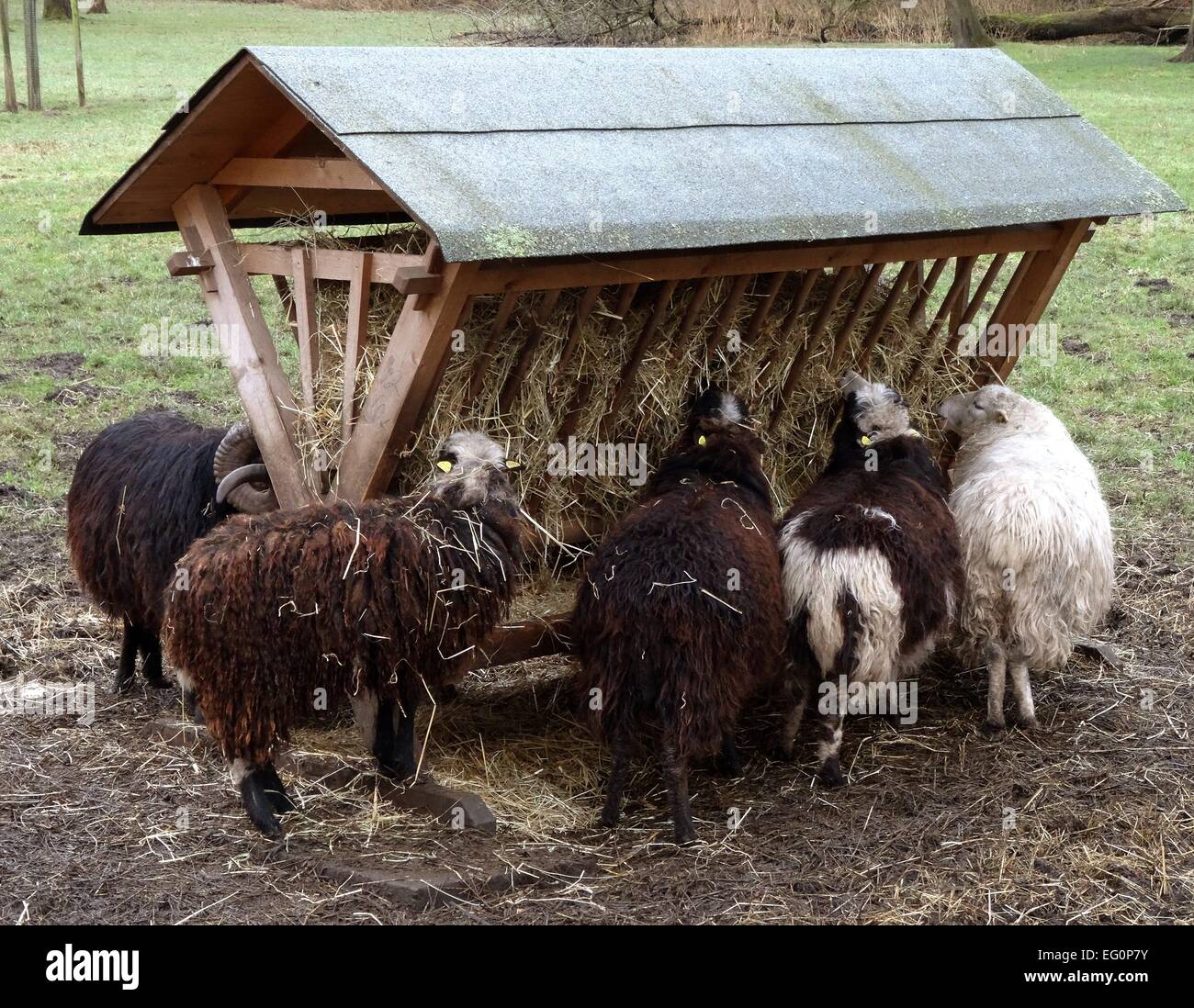 Skudden sheaps takes dry hay Photo 2/10/2015 lat. aries Stock Photo - Alamy