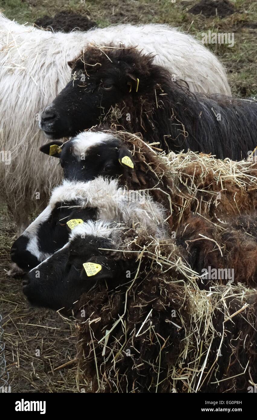 Skuddenschafte hi-res stock photography and images - Alamy