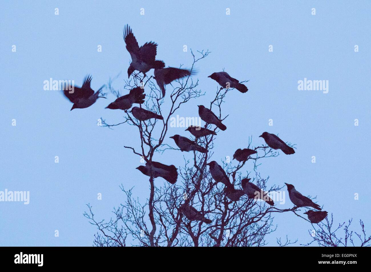 Carrion Crows in sleeping tree, Corvus corone, photo: January 30, 2015 ...