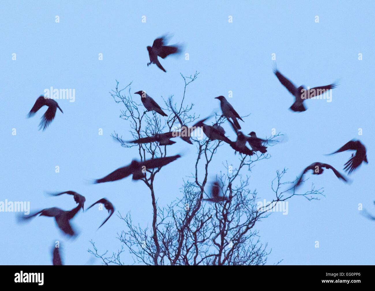 Carrion Crows in sleeping tree, Corvus corone, photo: January 29, 2015 ...