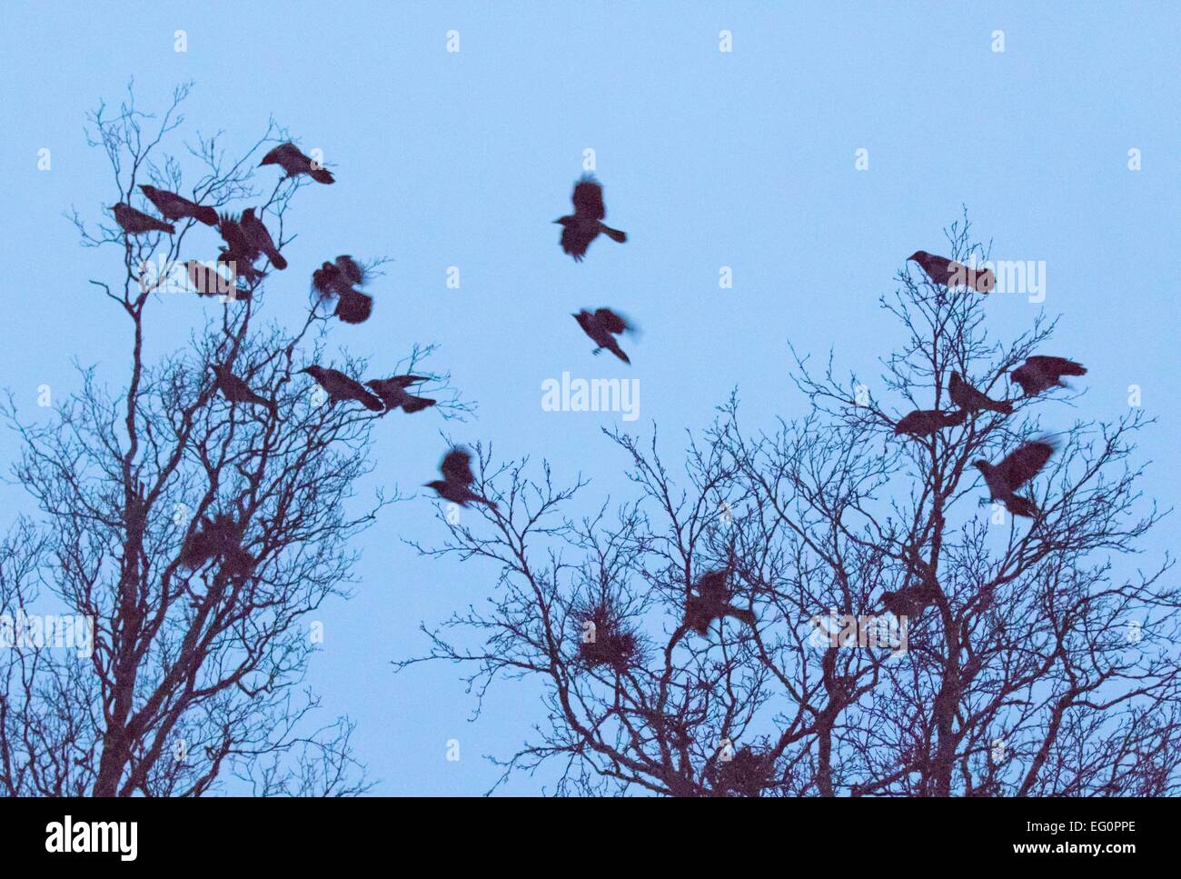 Carrion Crows in sleeping tree, Corvus corone, photo: January 29, 2015 ...