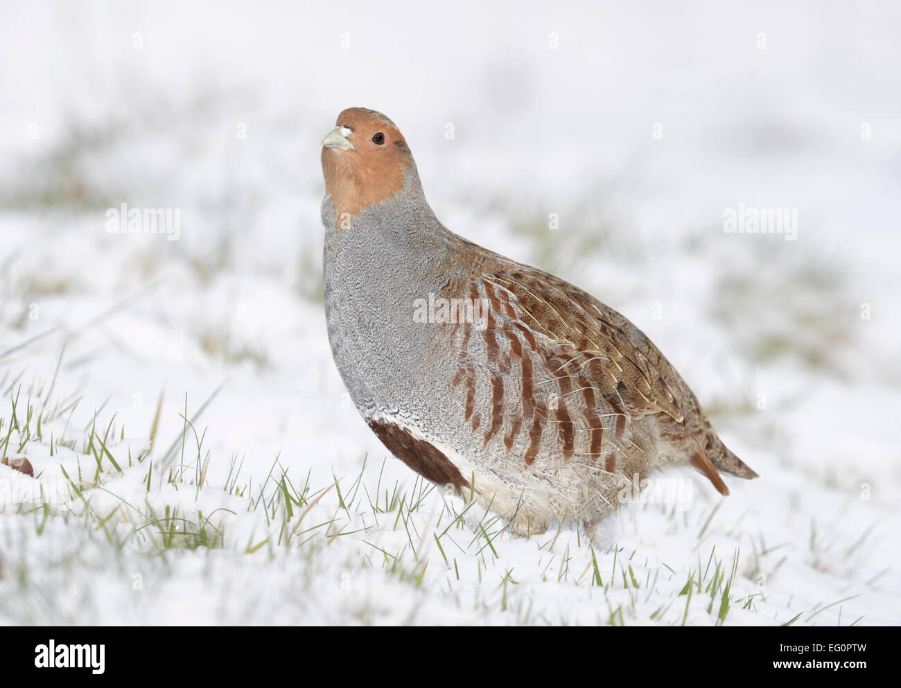 Grey Partridge - Perdix perdix Stock Photo - Alamy