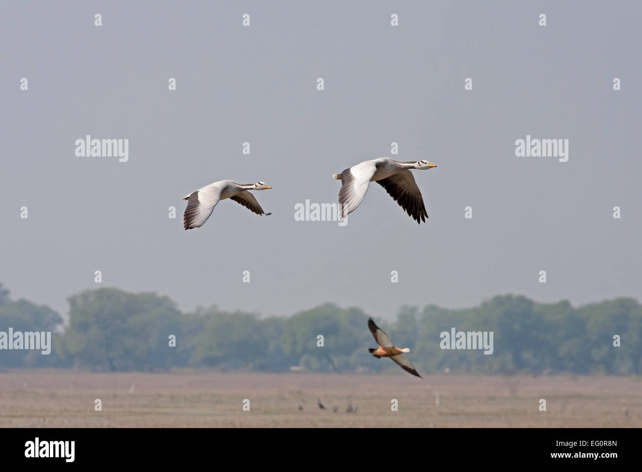 Bar headed goose flight hi-res stock photography and images - Alamy
