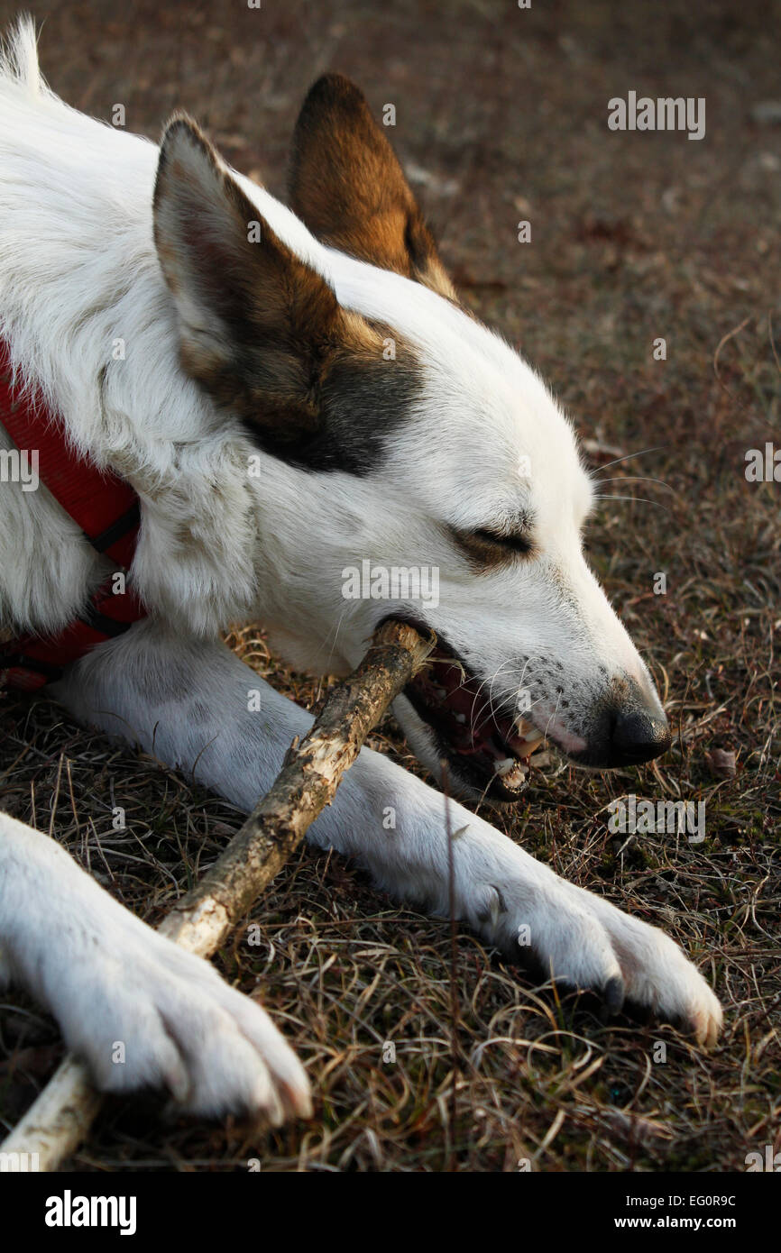 Dog biting a branch Stock Photo - Alamy
