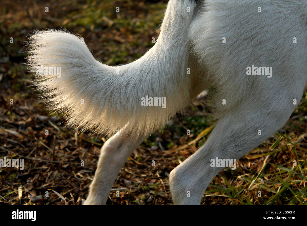 Only the tail hi-res stock photography and images - Alamy