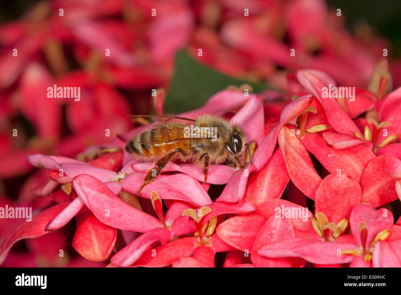 Apis Cerana High Resolution Stock Photography and Images - Alamy