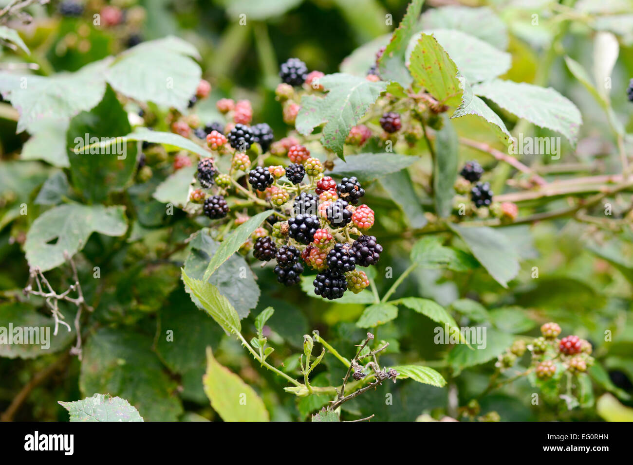 Blackberries growing on bush Stock Photo - Alamy