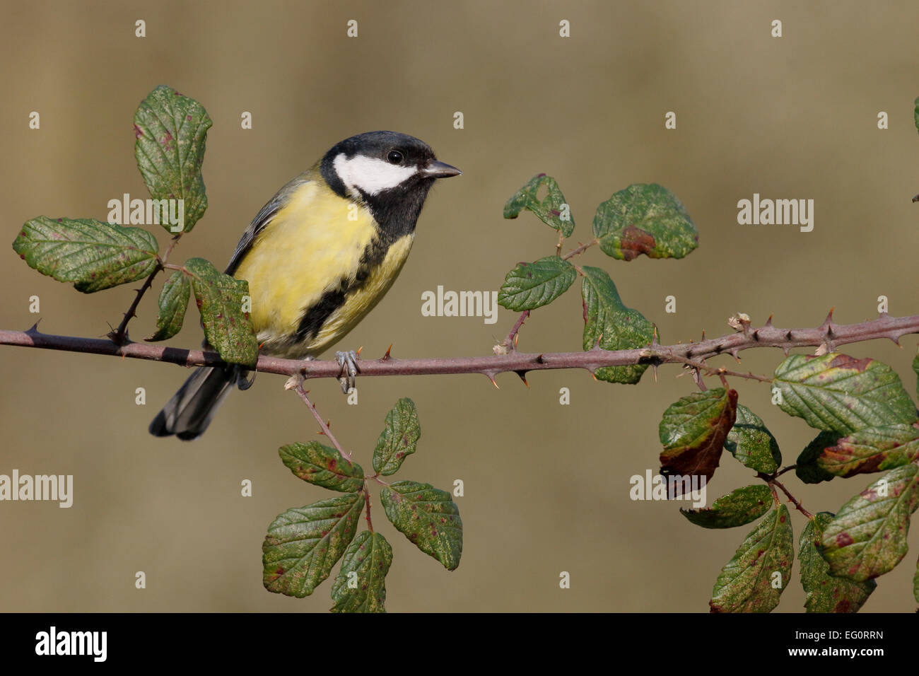 Great tit, Parus major, single bird on branch, Warwickshire, January ...