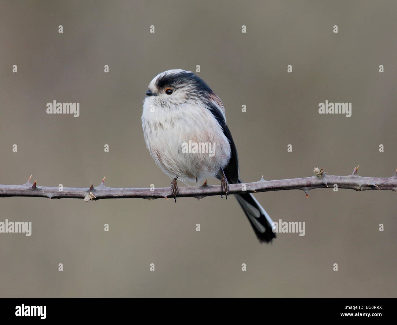Long-tailed tit, Aegithalos caudatus, single bird on branch ...