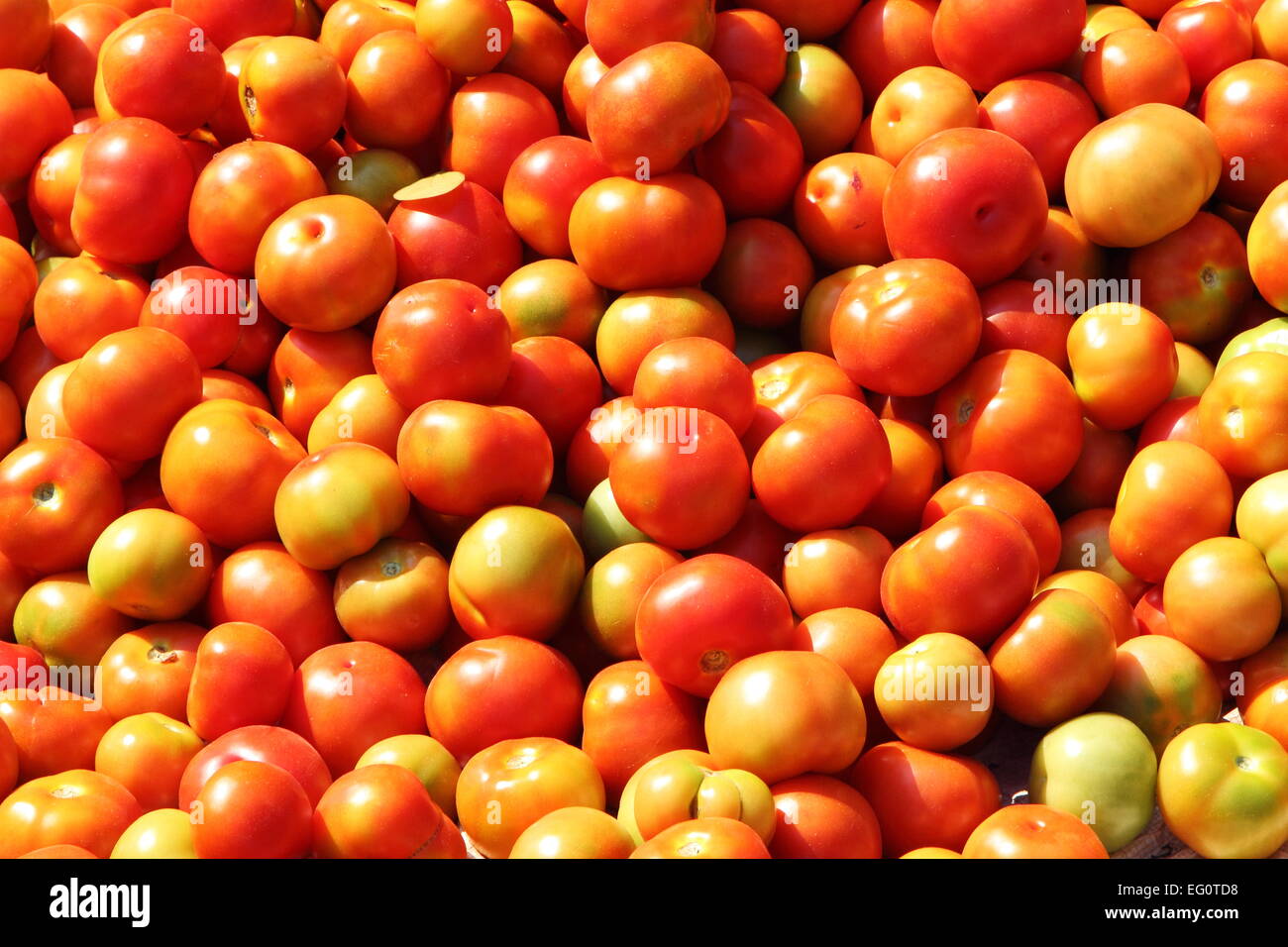 Indian solanum hi-res stock photography and images - Alamy