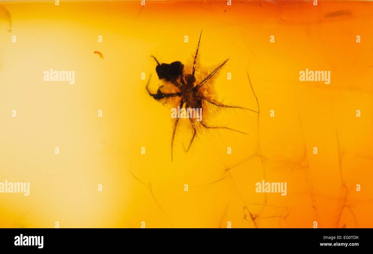 Lithuania amber hi-res stock photography and images - Alamy