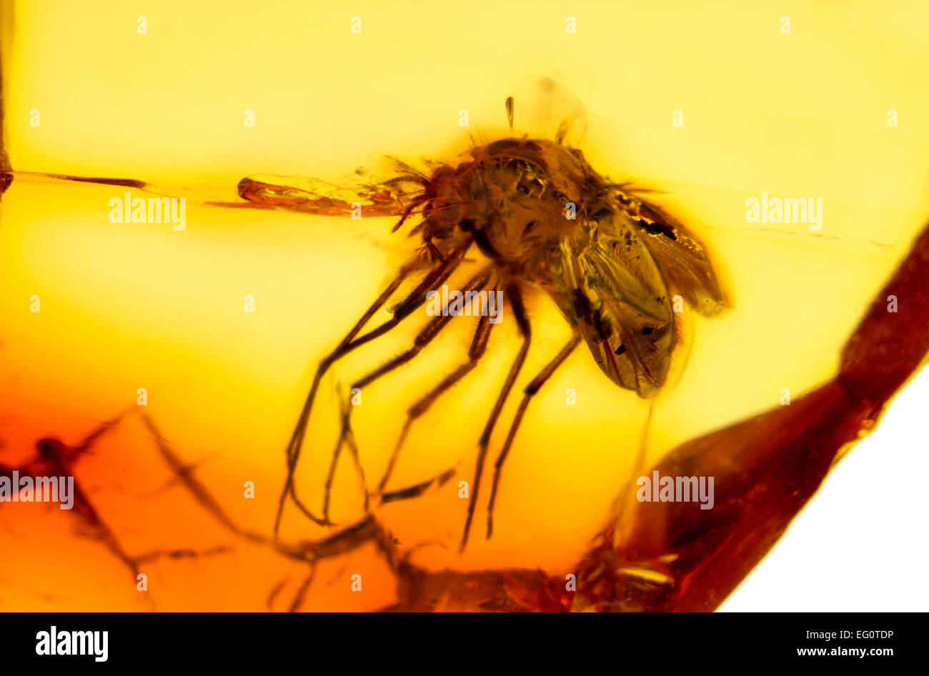 Prehistoric fly preserved in Baltic Amber (Lithuania Stock Photo - Alamy