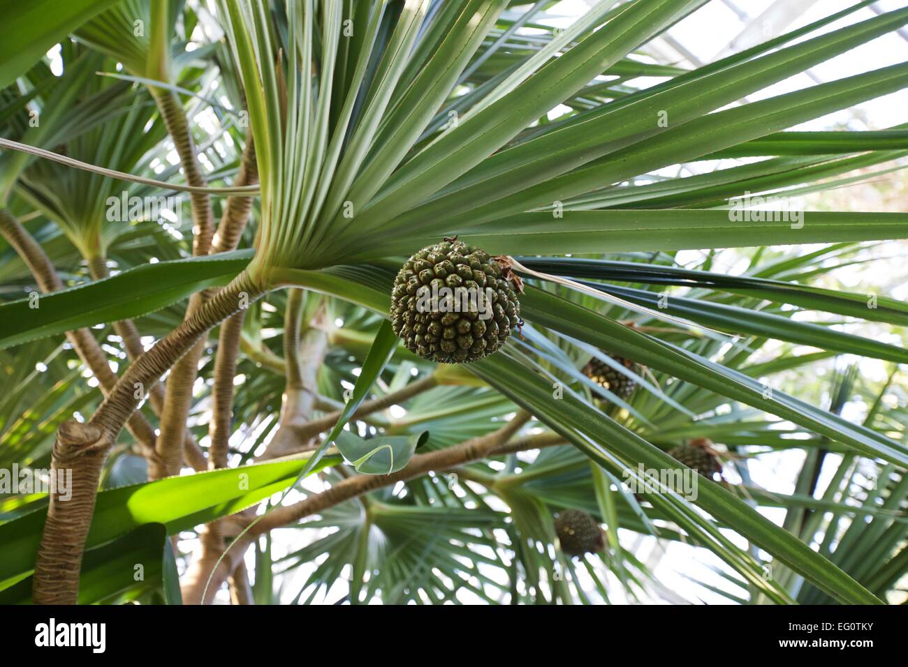 Pandanus hi-res stock photography and images - Alamy