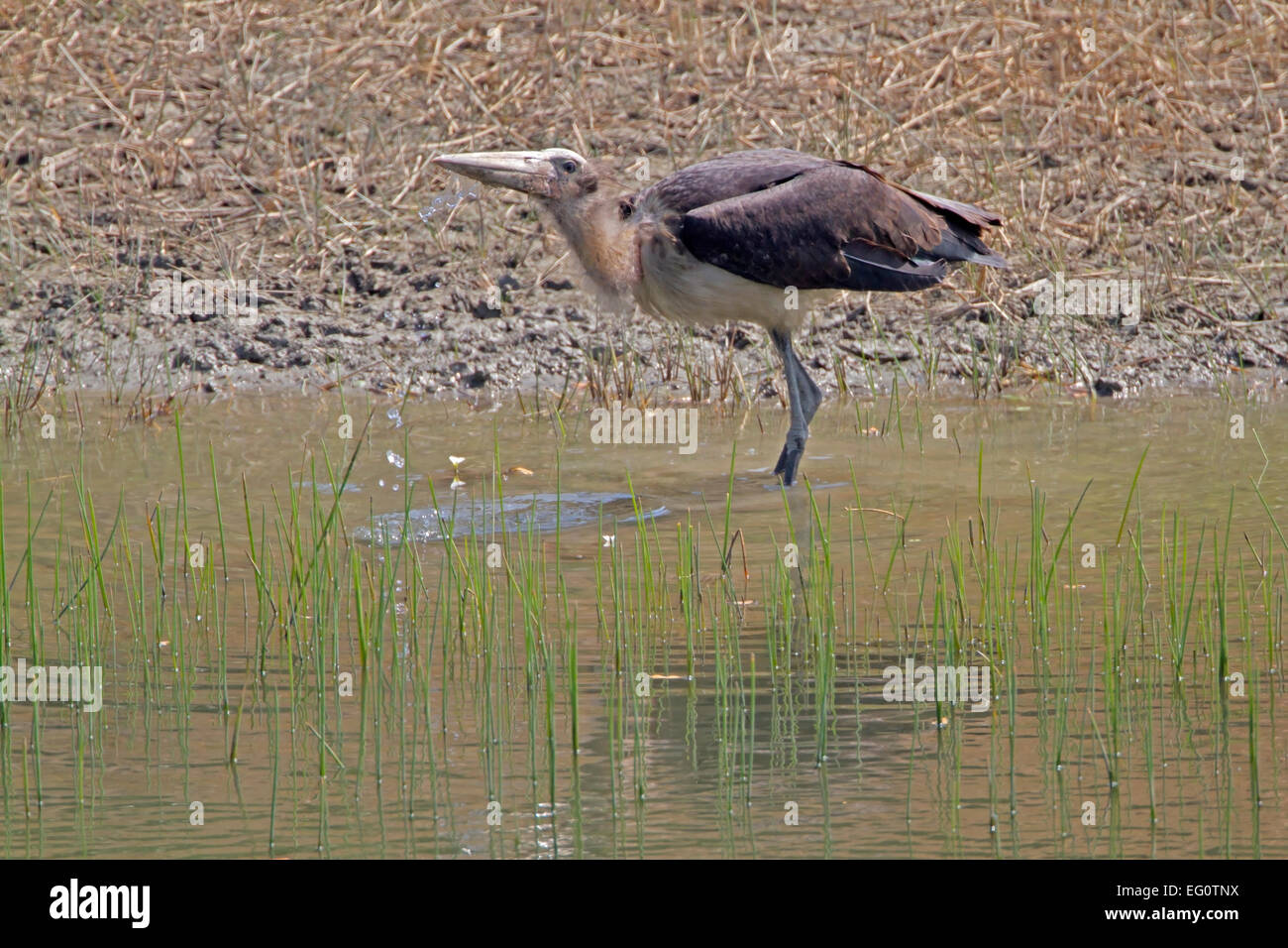 Leptoptilus javanicus hi-res stock photography and images - Alamy