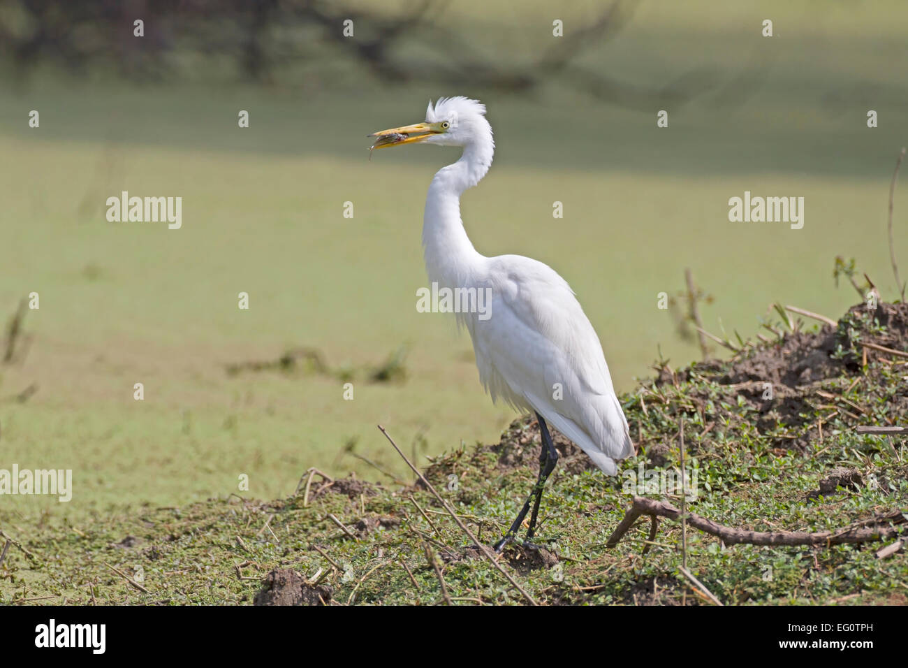 Close up intermediate egret hi-res stock photography and images - Alamy