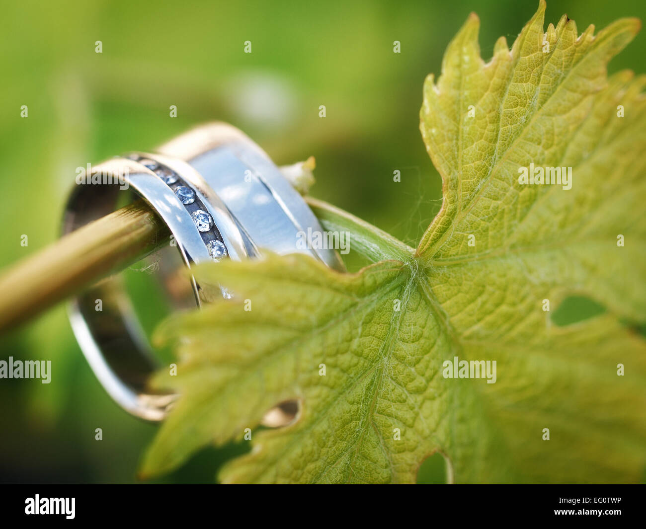 Flower with rings hi-res stock photography and images - Alamy