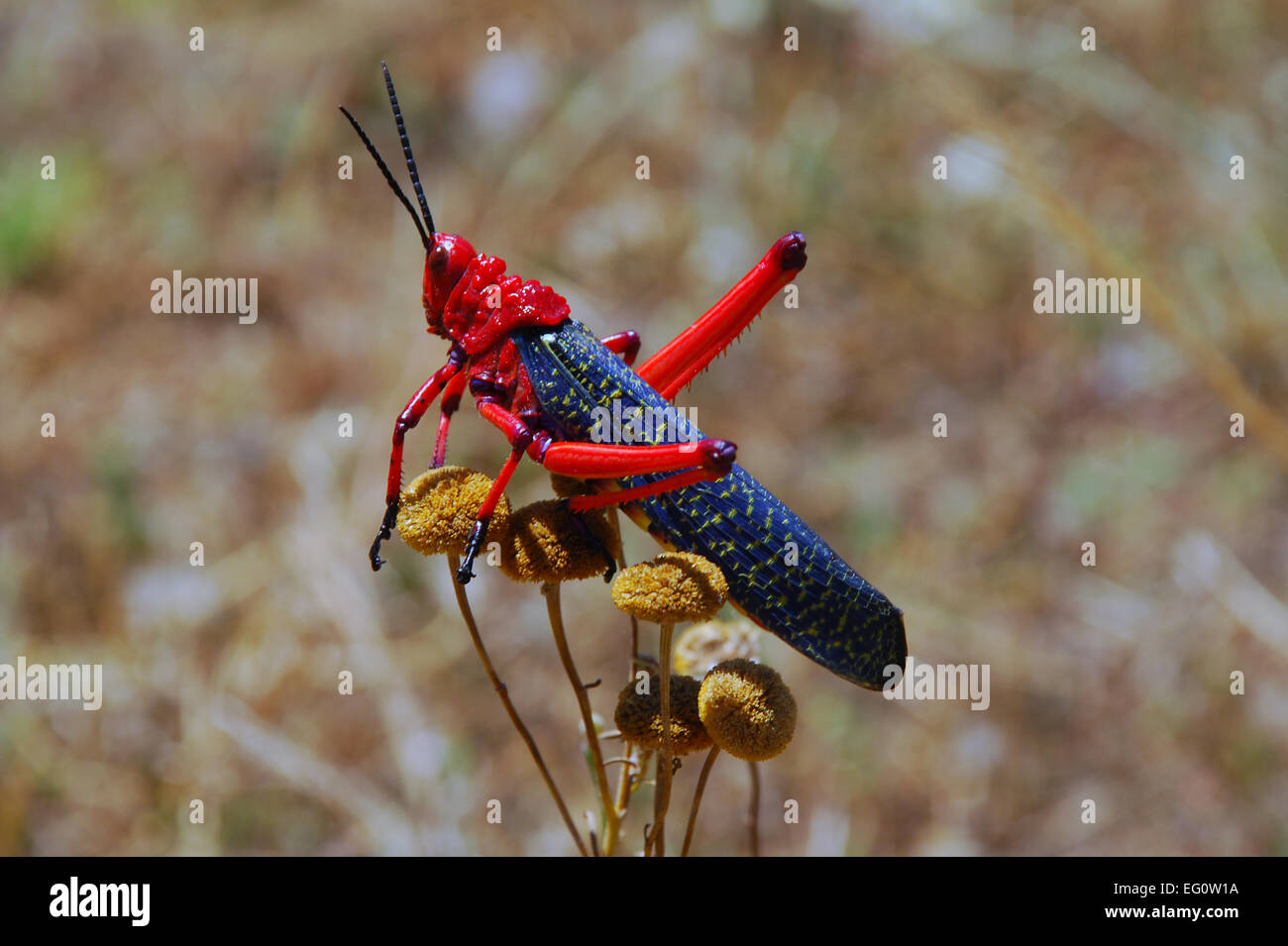 Locust jump hi-res stock photography and images - Alamy