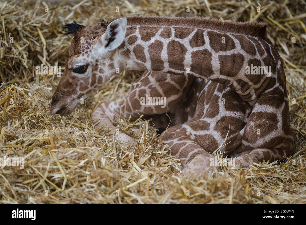 Baby Giraffe Sleeping
